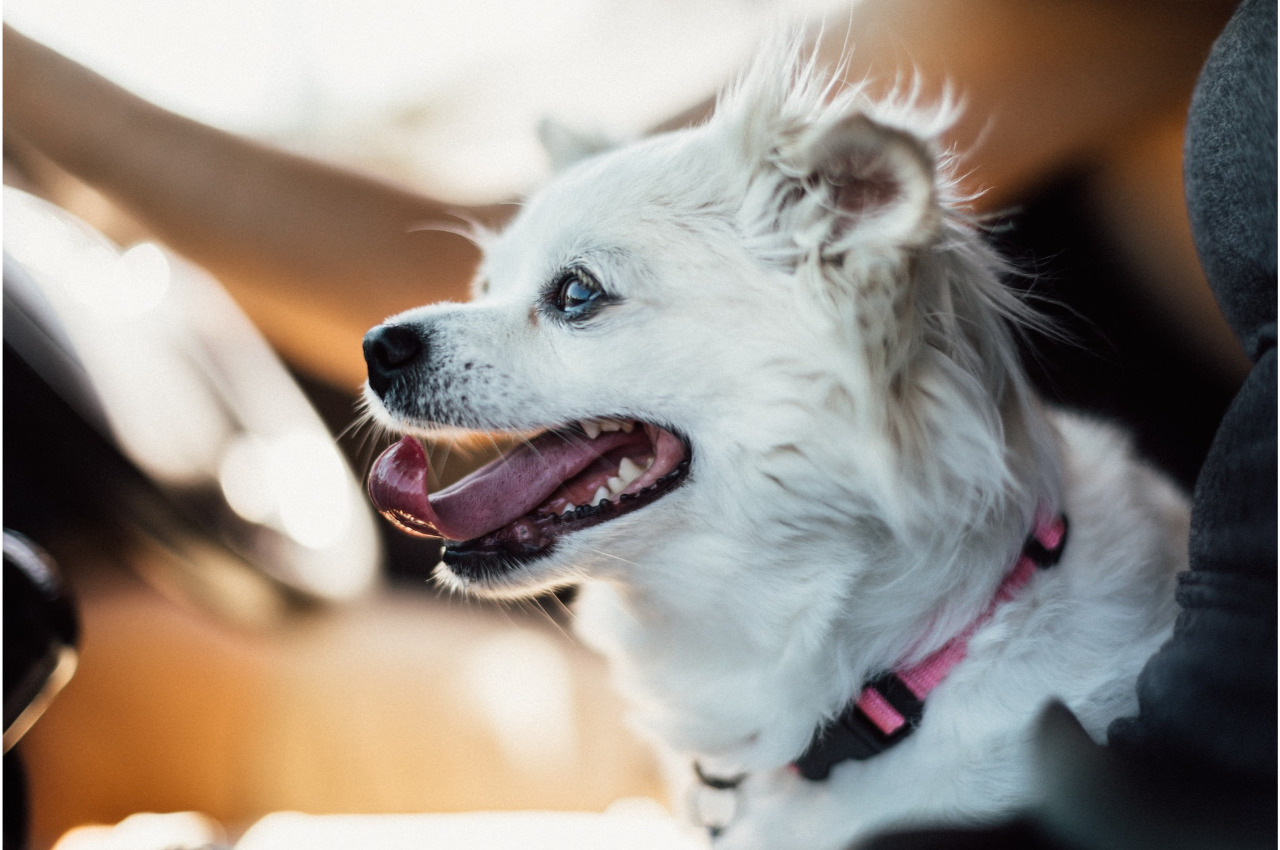 How to Keep Your Pet Safe Indoors and Out | South Mountain Mobile ...